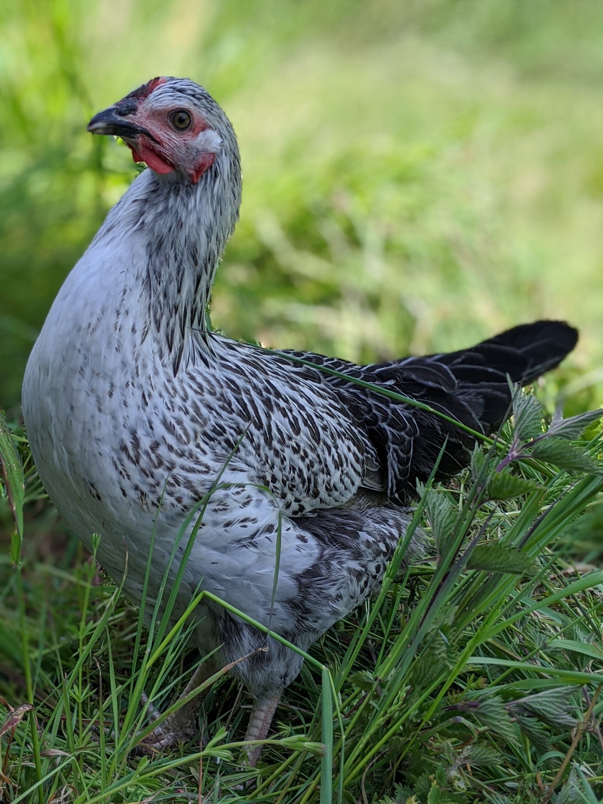 Hen Pals - Backyard Poultry